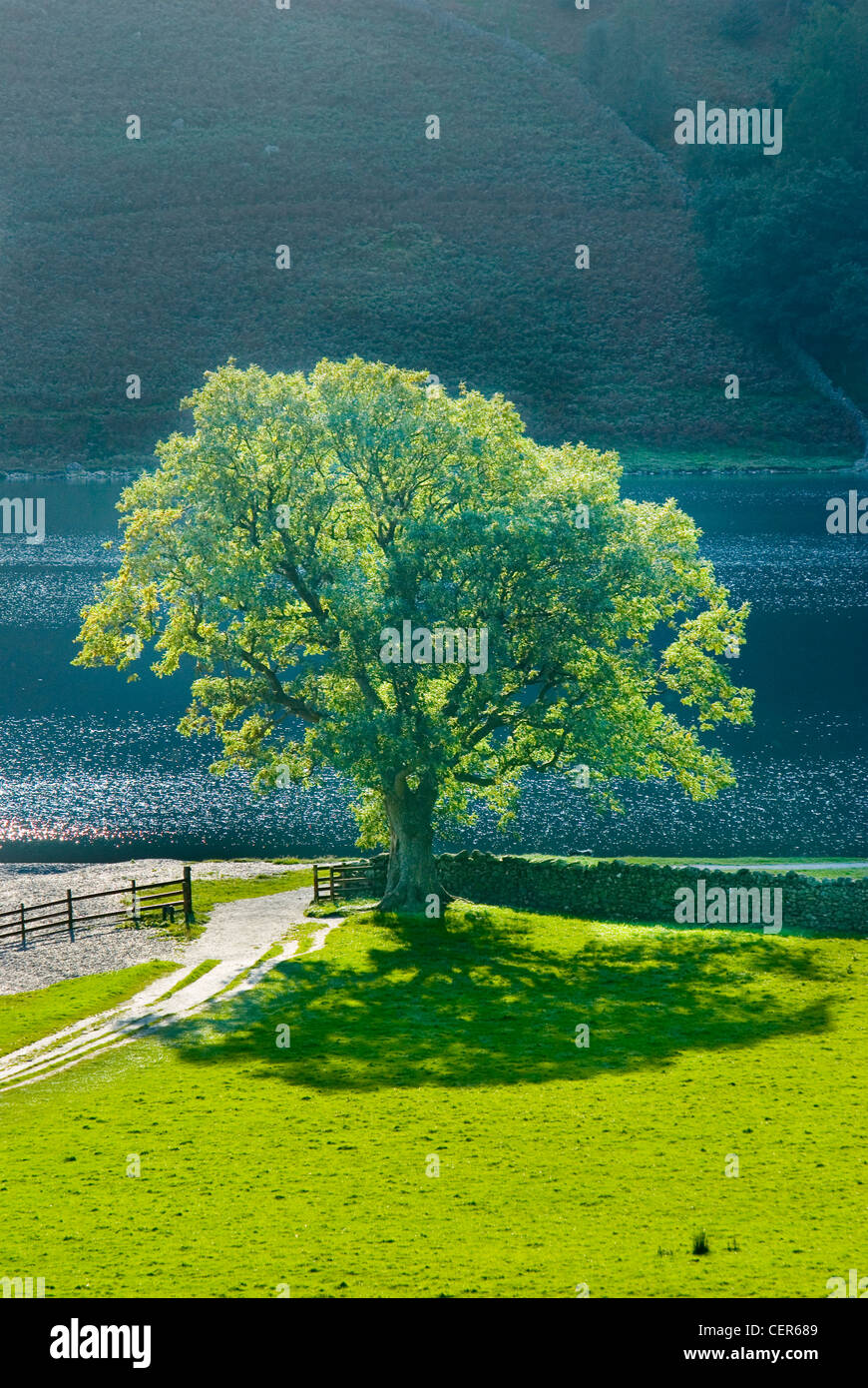 Lone Tree Buttermere Lake District High Resolution Stock Photography ...