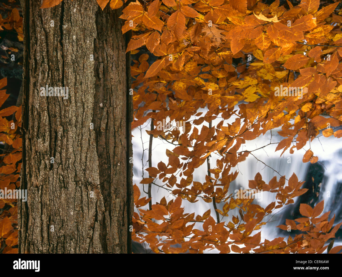 Autumn view into the forest with brown elm leaves in front of waterfall ...