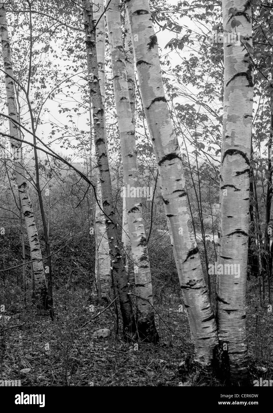 Fall paper Black and White Stock Photos & Images - Alamy