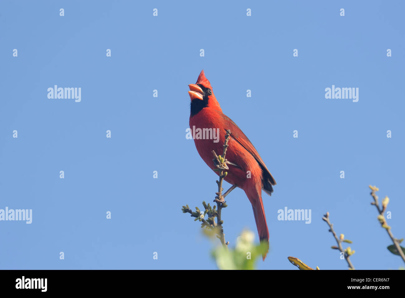 bright red northern cardinal bird Stock Photo - Alamy