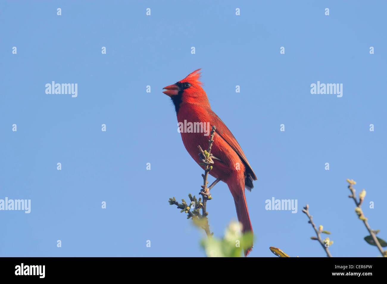 bright red northern cardinal bird Stock Photo - Alamy