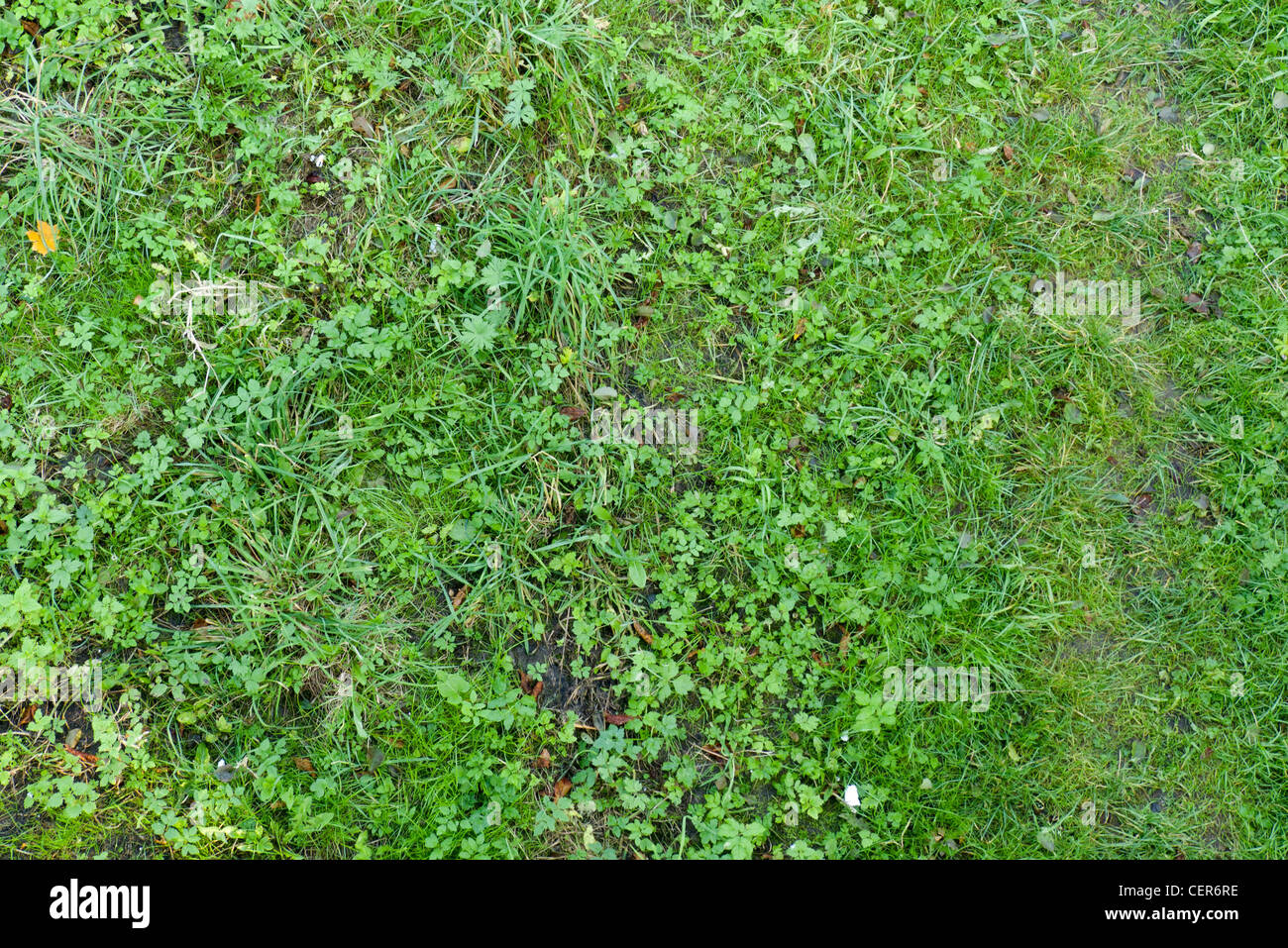 green grass background Stock Photo - Alamy