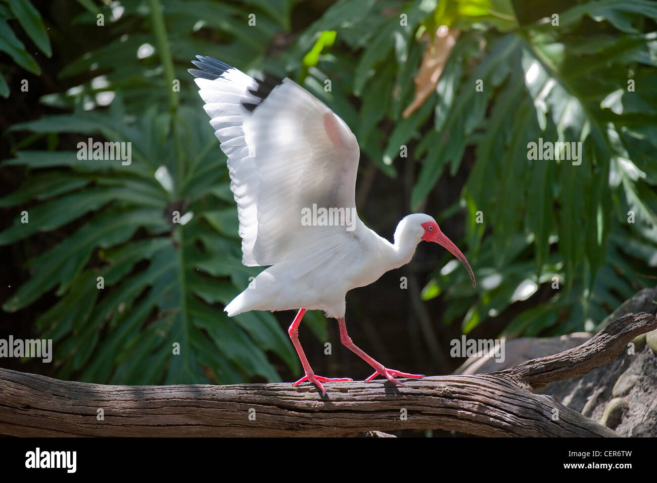 white ibis on tree Stock Photo - Alamy