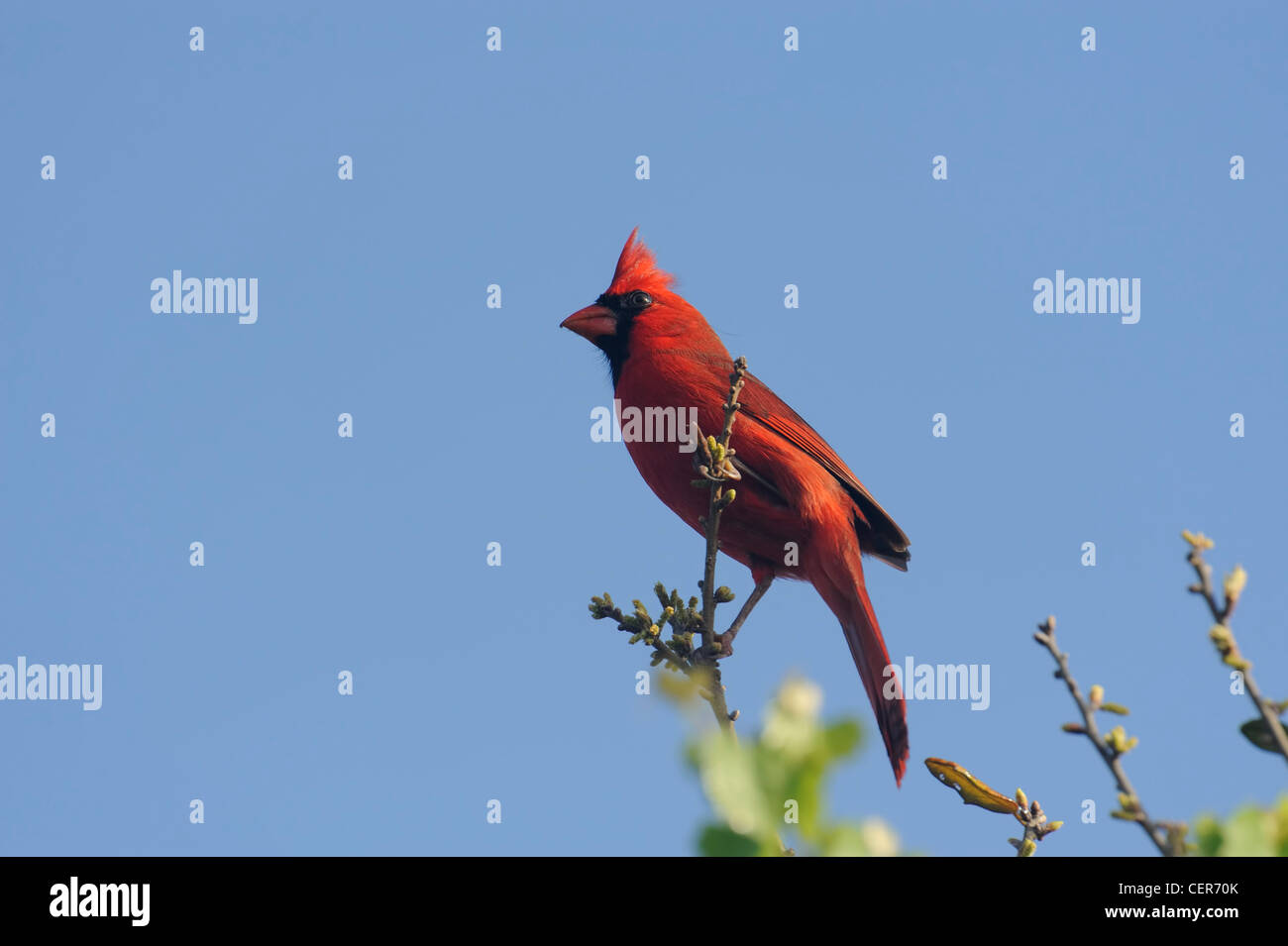 Bright red cardinal hi-res stock photography and images - Alamy