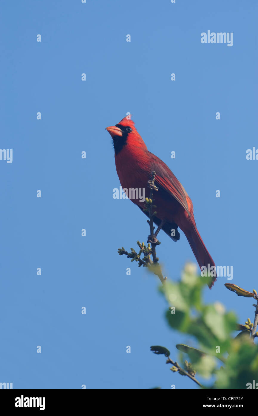 bright red northern cardinal bird Stock Photo - Alamy