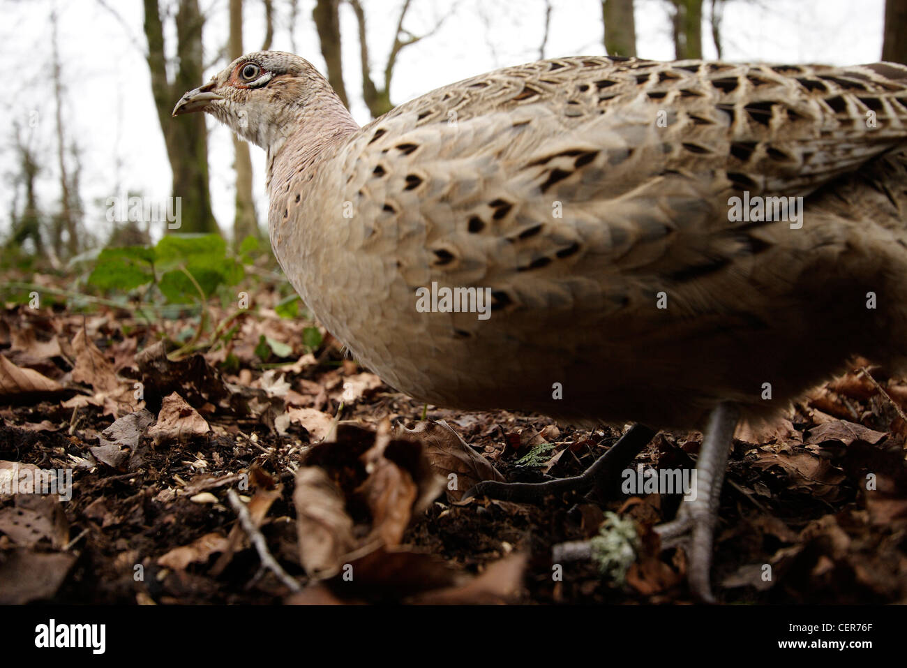 Female ring necked pheasant hi-res stock photography and images - Alamy