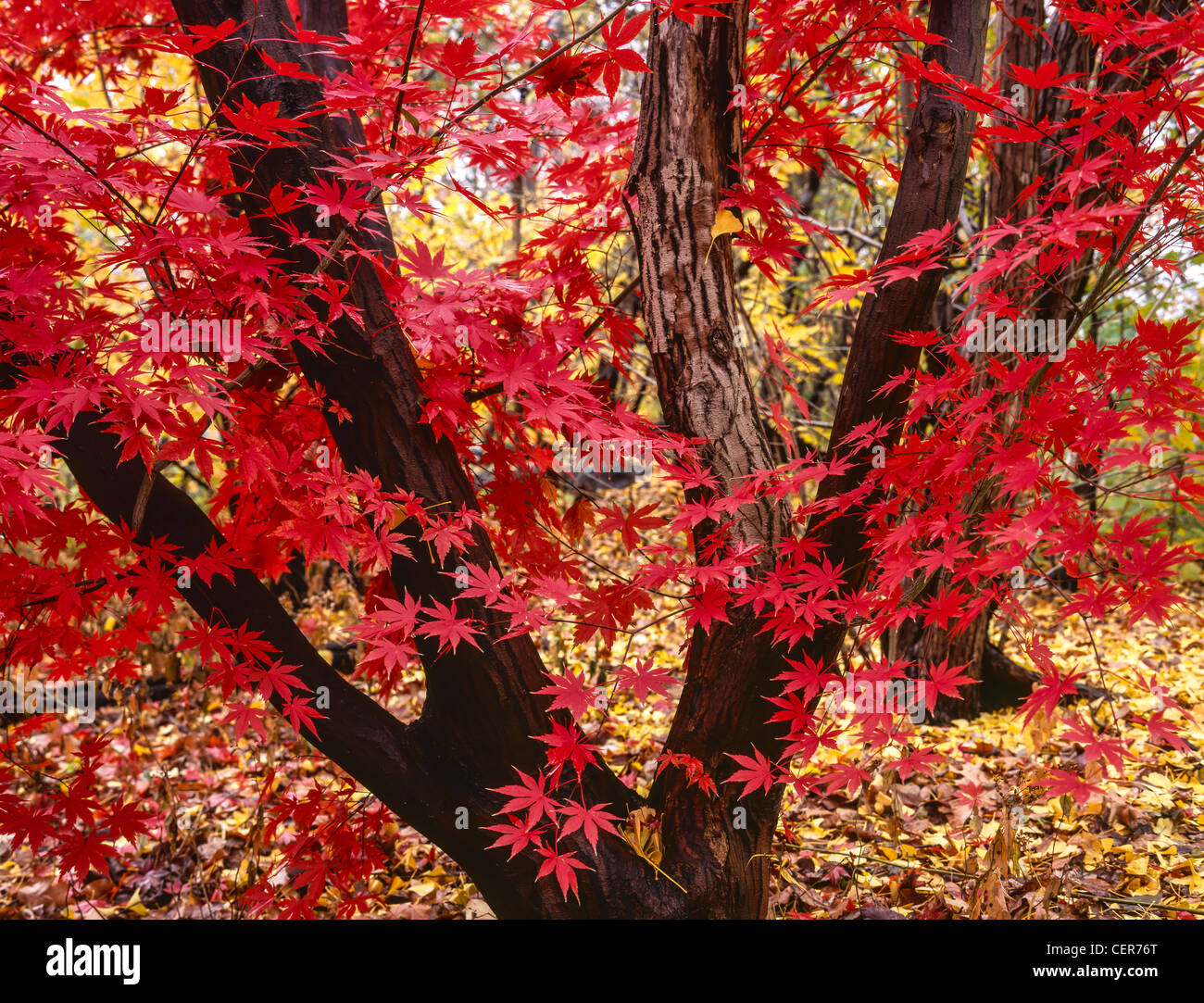 Japanese maple tree, Acer palmatum Stock Photo - Alamy