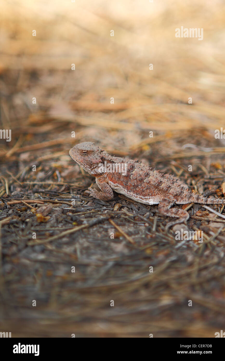 A great horned-toad lizard on the pine forest floor Stock Photo - Alamy