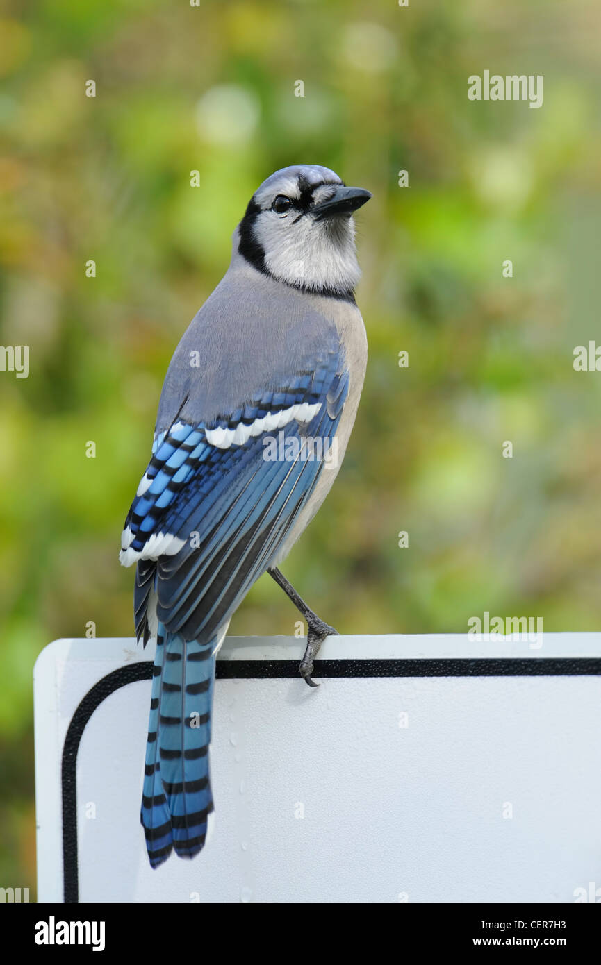 blue jay portrait Stock Photo - Alamy