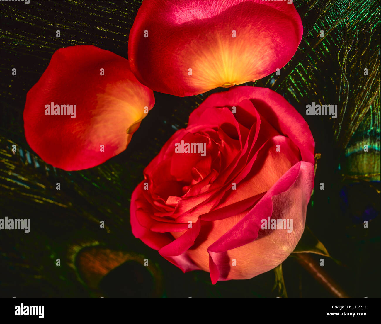 Peacock feather rose hi-res stock photography and images - Alamy