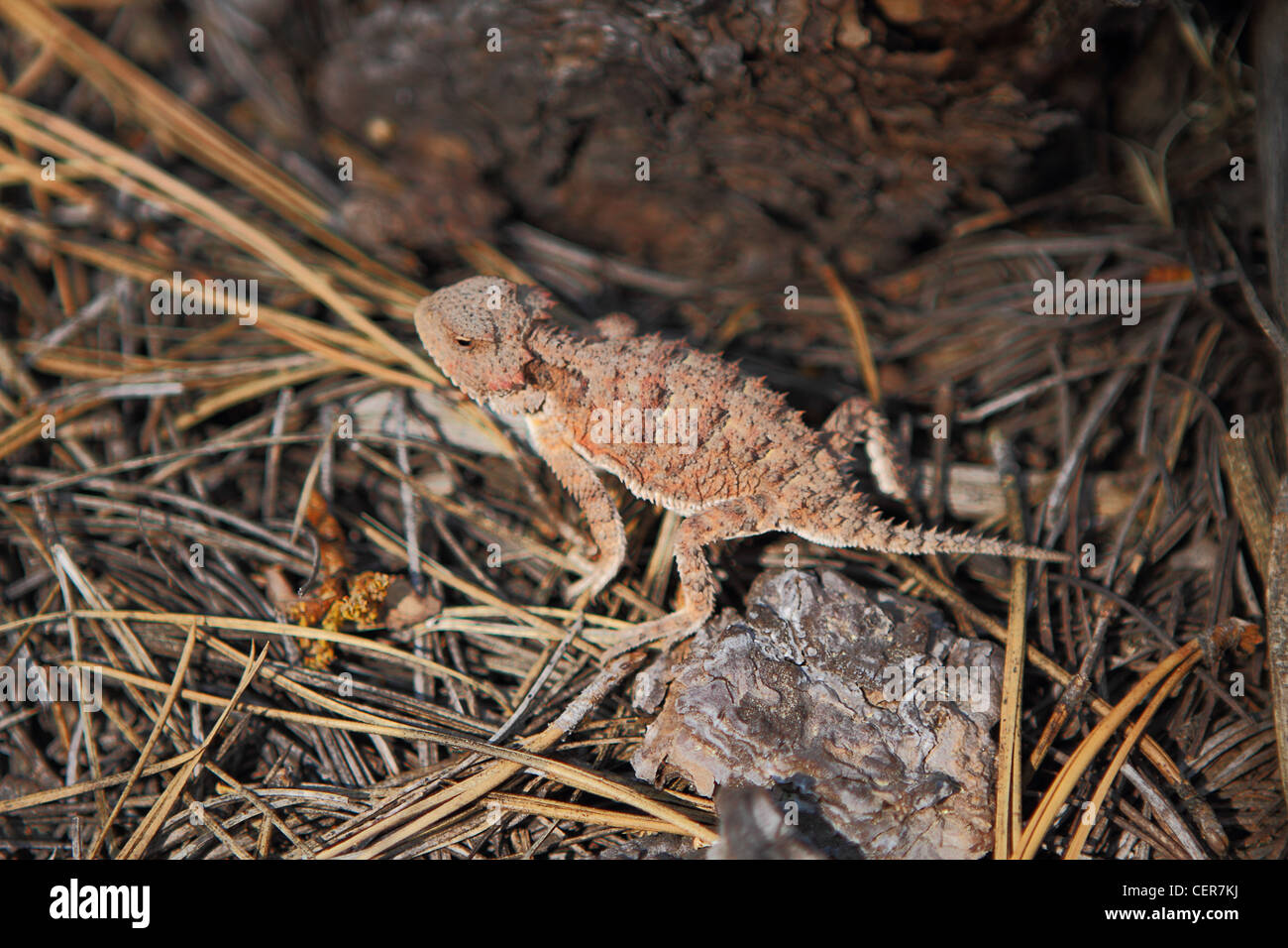 A great horned-toad lizard on the pine forrest floor Stock Photo - Alamy