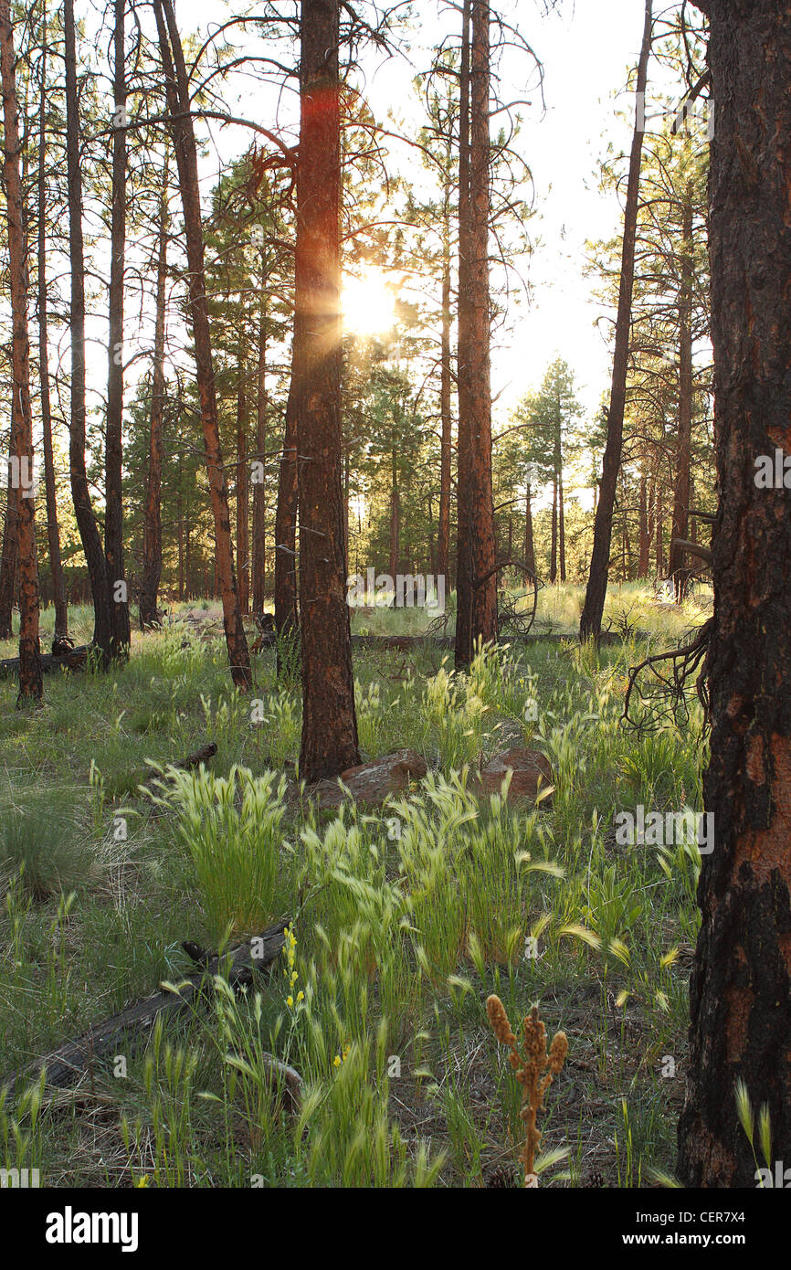 Wild grasses and foxtail barley grow in the sun of the forest floor ...