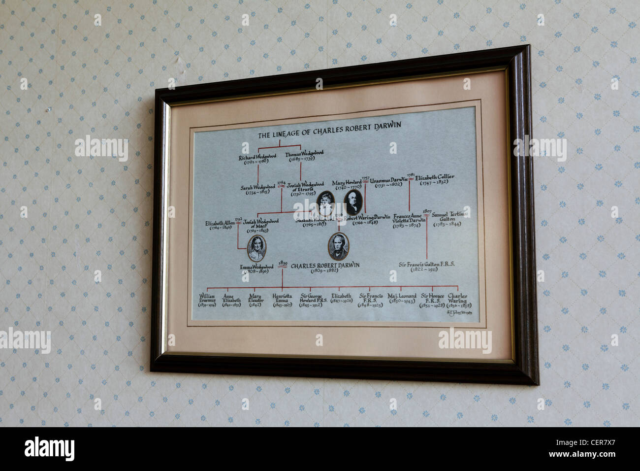 Darwin evolution chart hi-res stock photography and images - Alamy