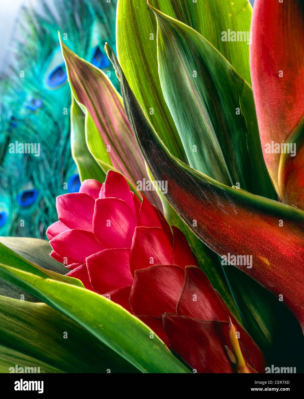 Red Ginger (Alpinia purpurata) tropical flower from Hawaii in studio ...