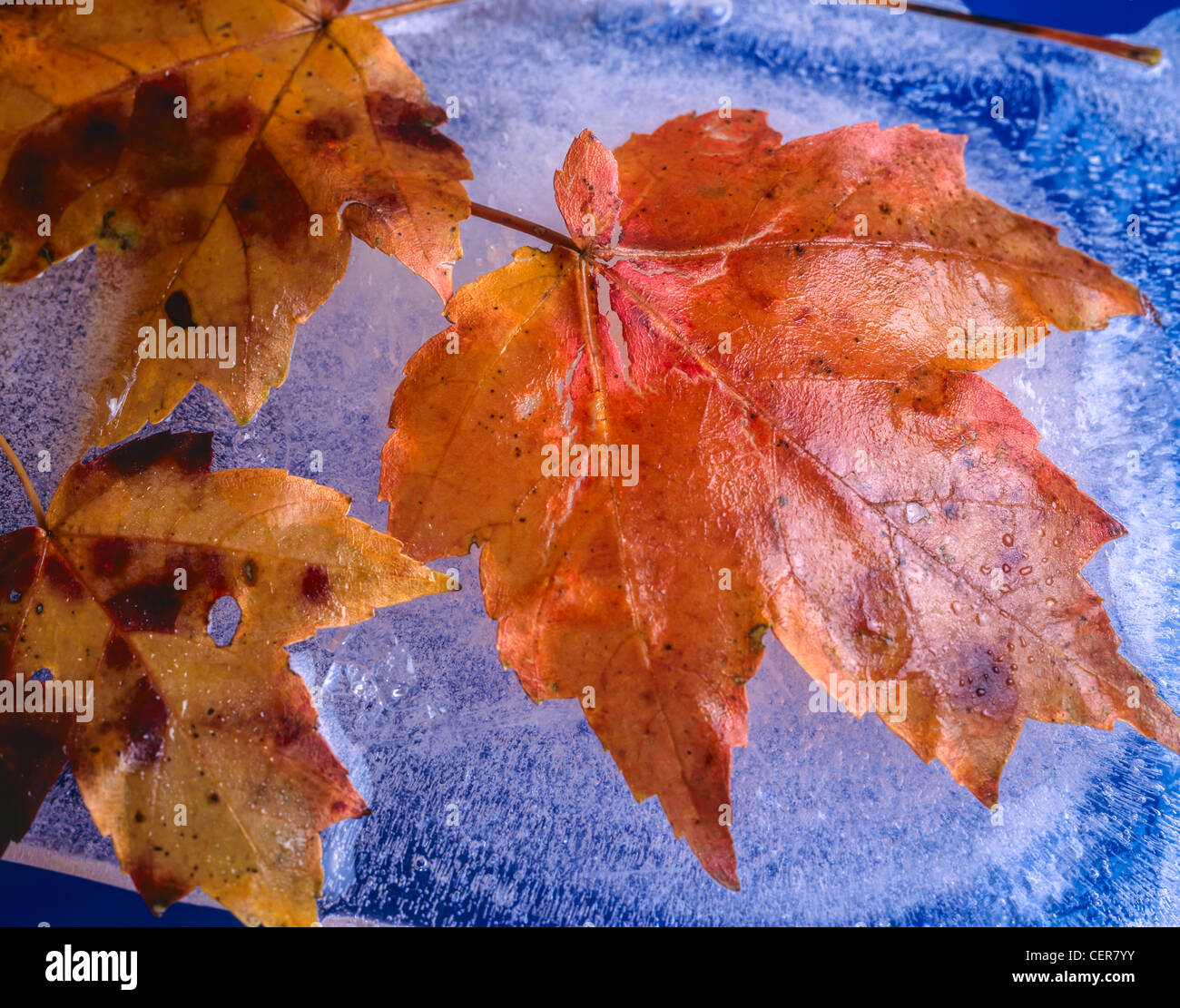 Frozen Autumn maple leaf in ice Stock Photo - Alamy