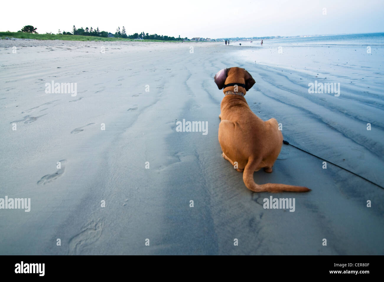 dog on the ocean beach in nord america Stock Photo - Alamy
