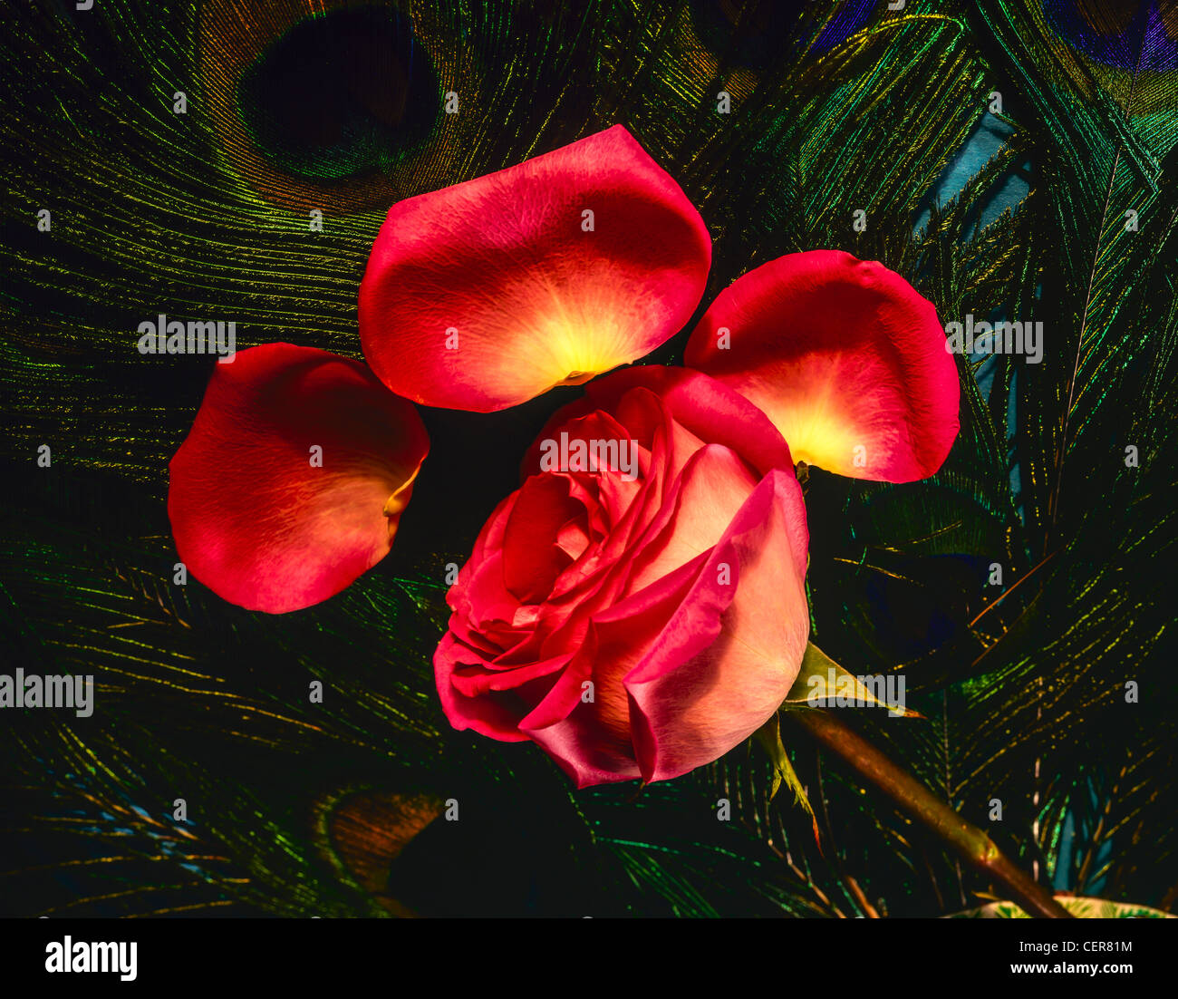 Red Rose on Peacock feather in studio setting Stock Photo - Alamy