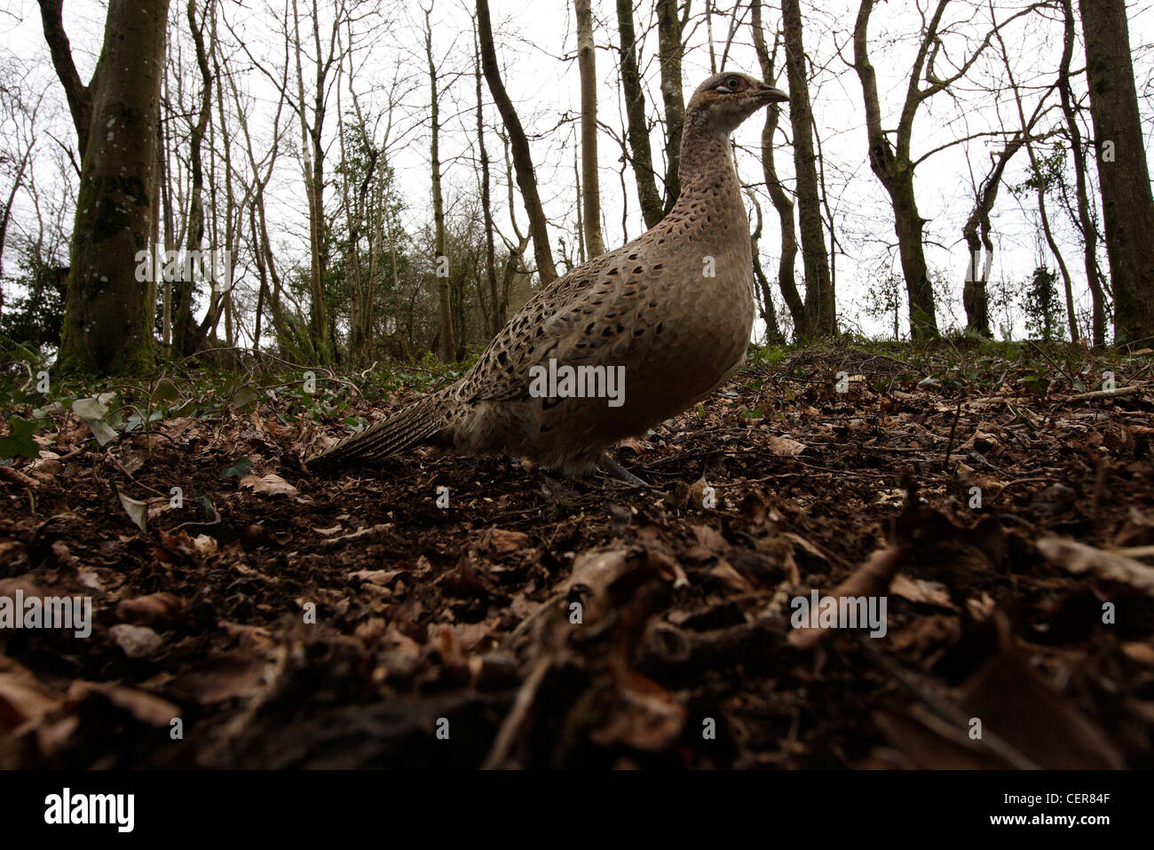 Female ring necked pheasant hi-res stock photography and images - Alamy