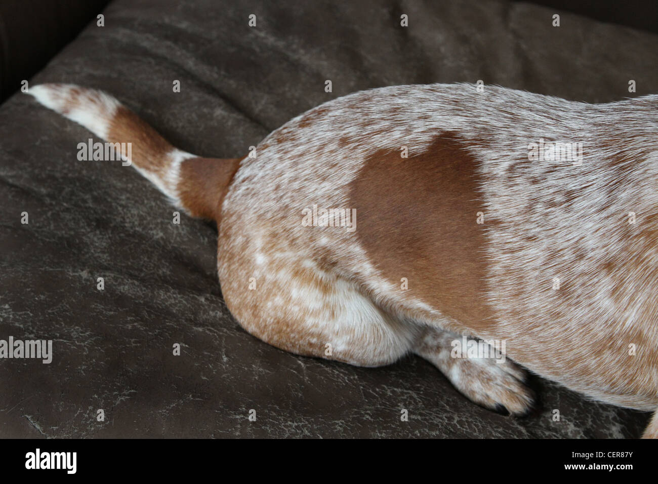A close up of a heart shaped spot on a dog Stock Photo - Alamy
