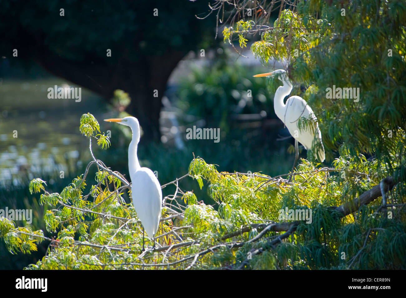 white egrets perched in a tree Stock Photo - Alamy