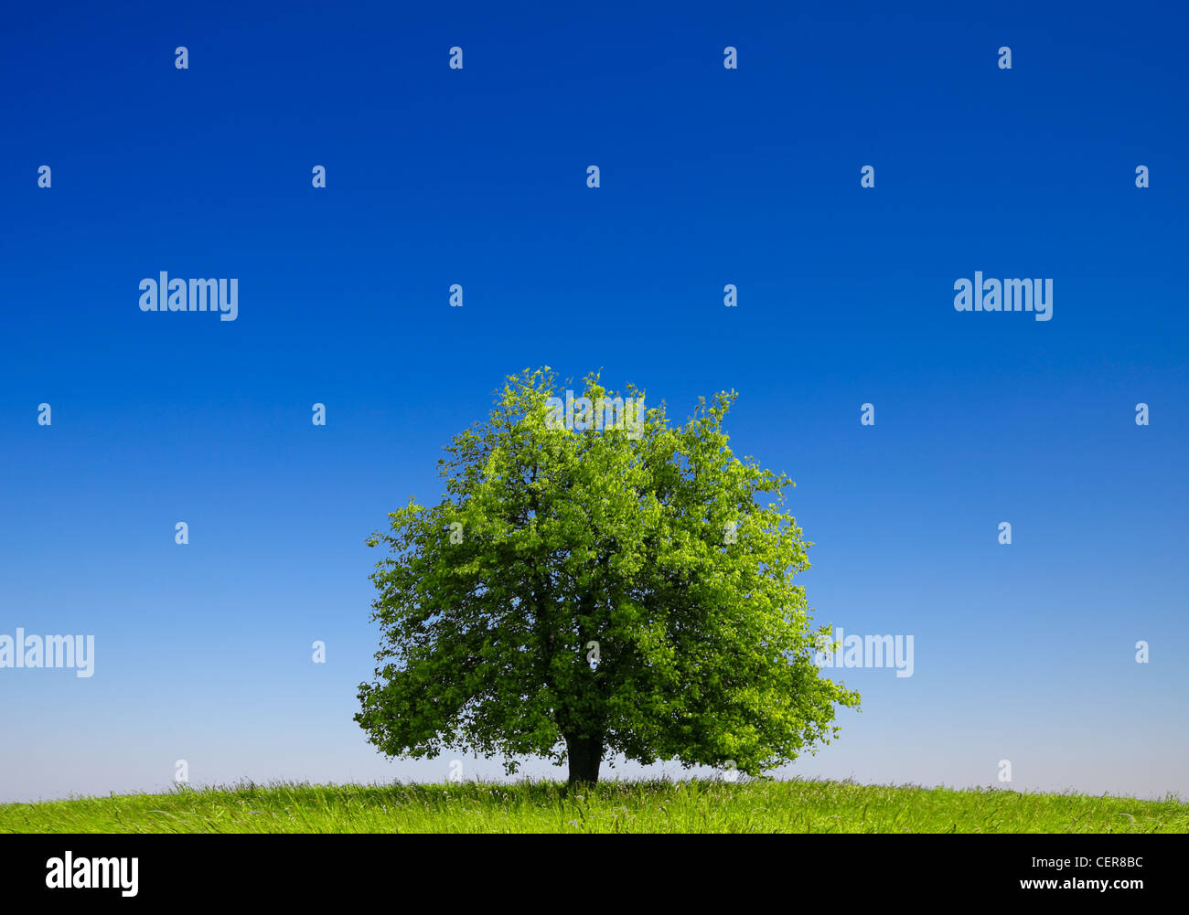 Tree and blue sky Stock Photo - Alamy