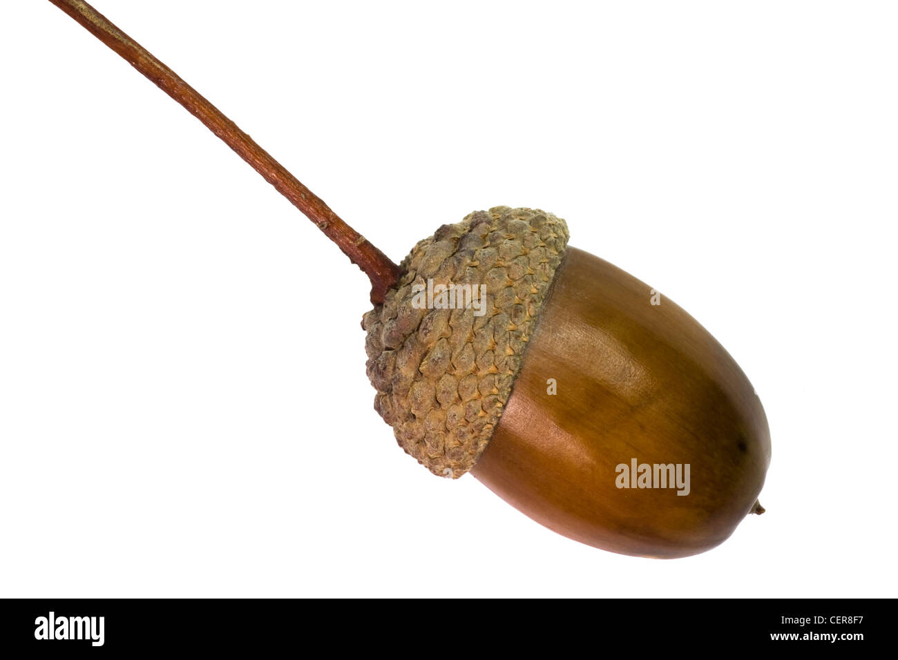 Acorn detail Cut Out Stock Images & Pictures - Alamy