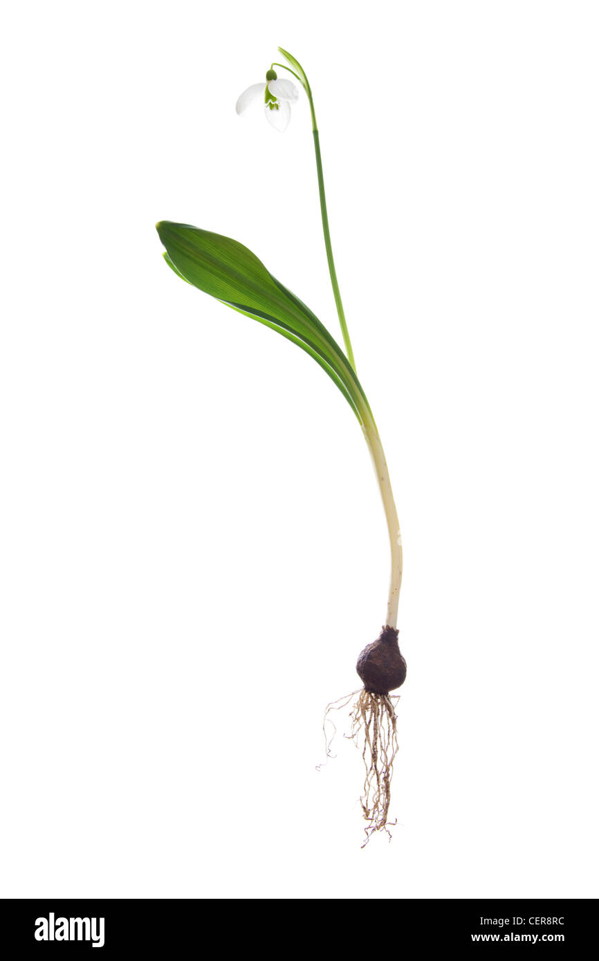 snowdrop with whole bulb isolated on white background Stock Photo - Alamy
