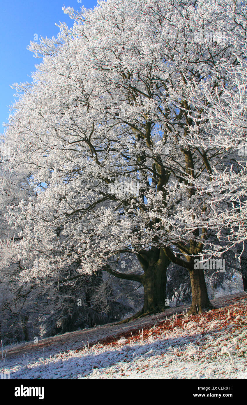 Hoarfrost covered trees at Kidderminster's Brinton's park ...