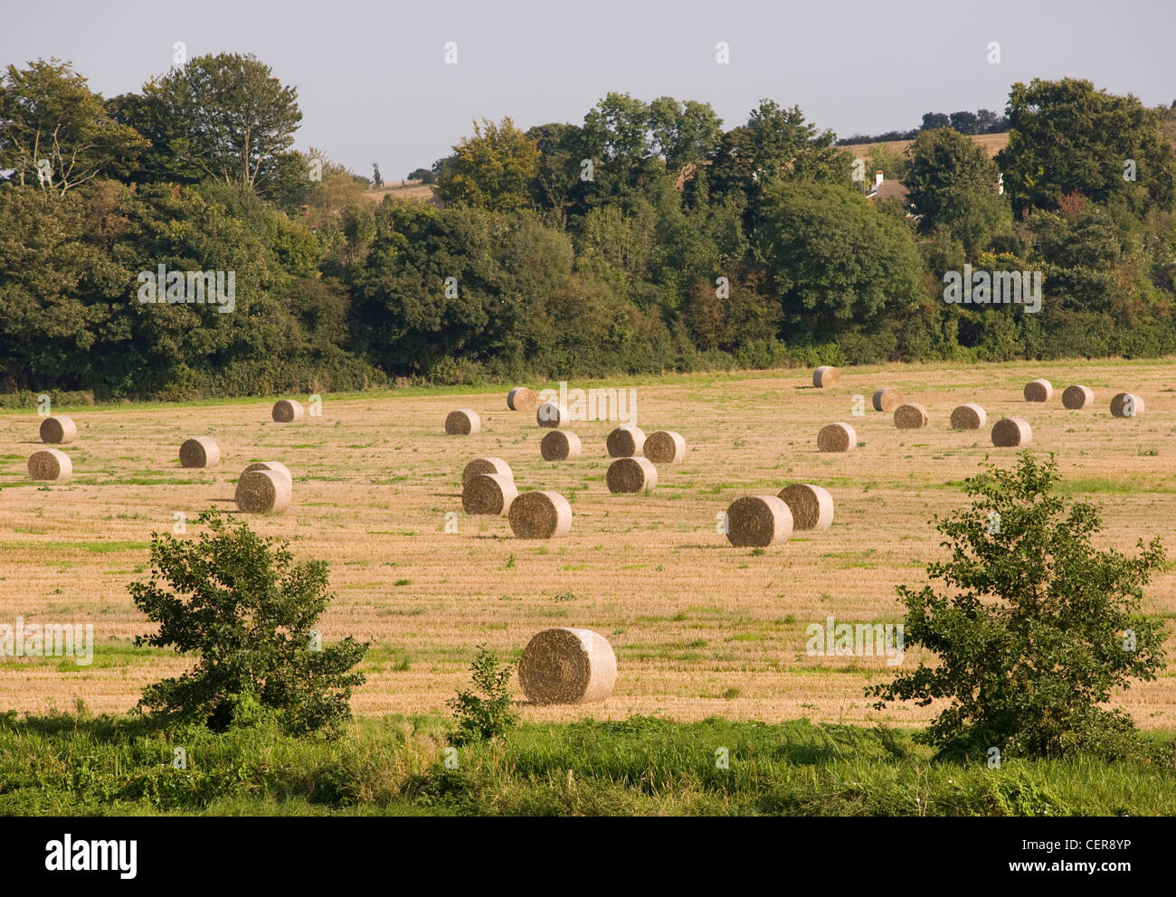 Round hay bales in a field near Eynsford Stock Photo - Alamy