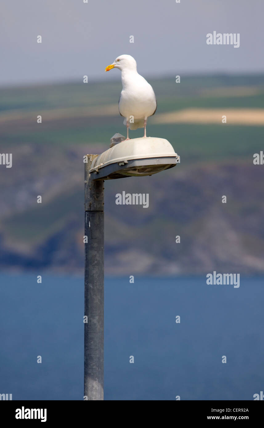 A seagull perched on top of a lamp post Stock Photo - Alamy