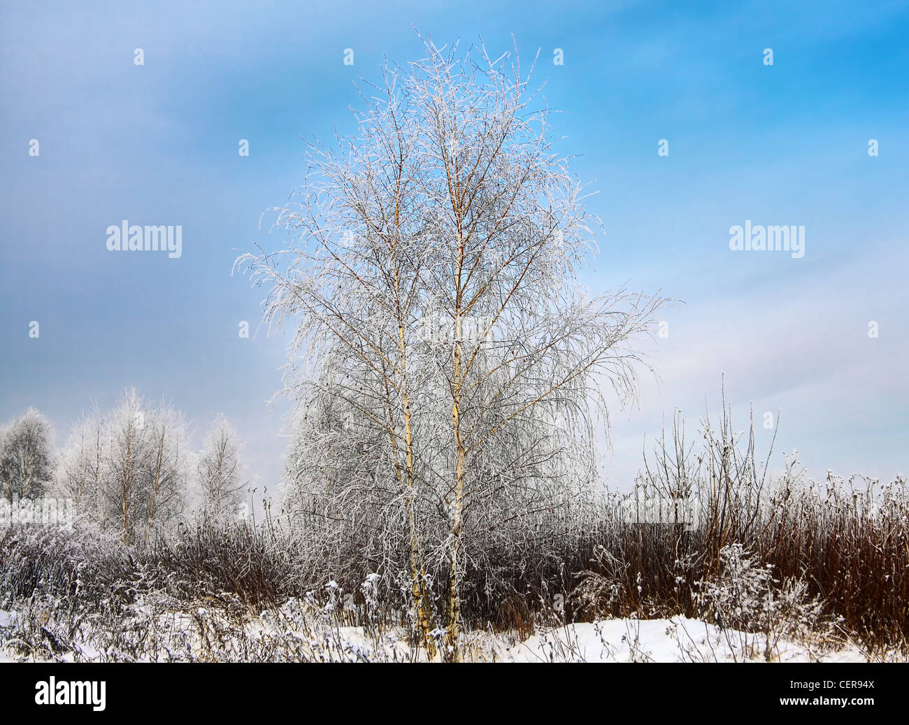 Winter frozen birch tree Stock Photo - Alamy