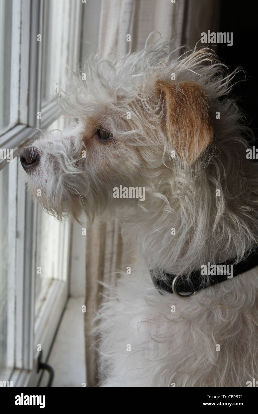 A cute fluffy dog looking out a window Stock Photo - Alamy