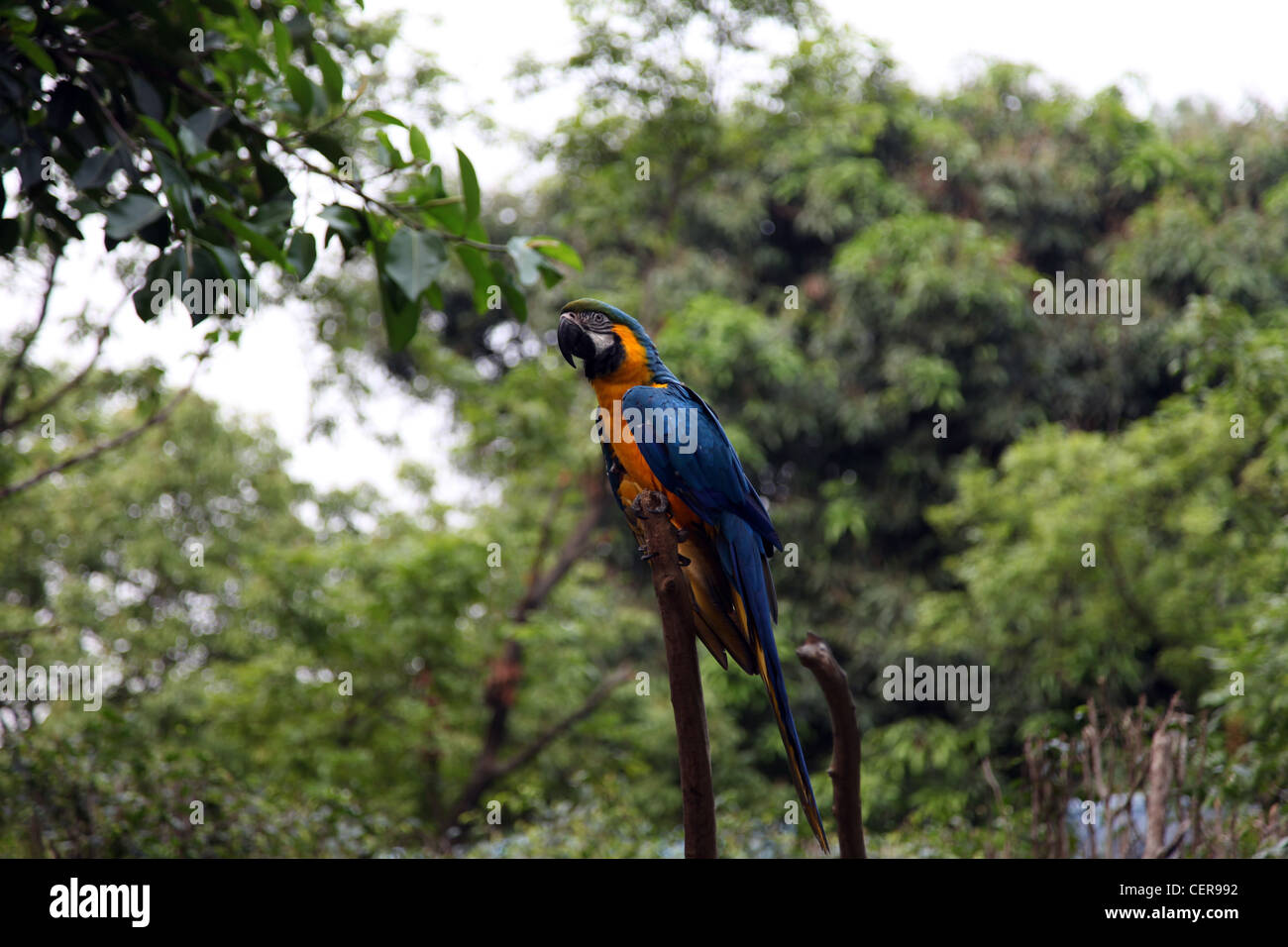Parrot still on branch hi-res stock photography and images - Alamy