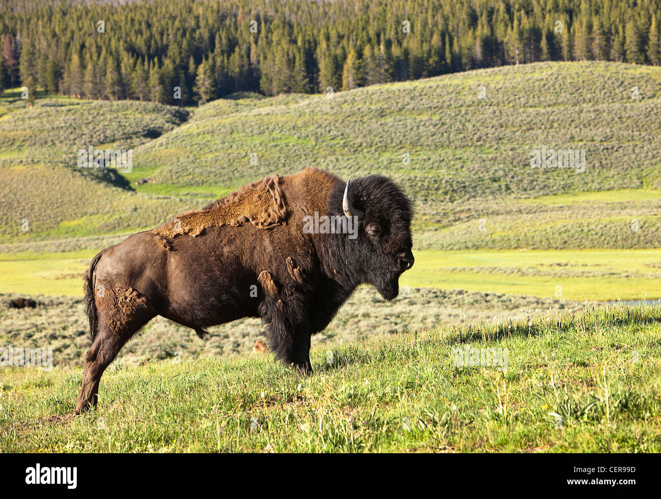 Male buffalo hi-res stock photography and images - Alamy