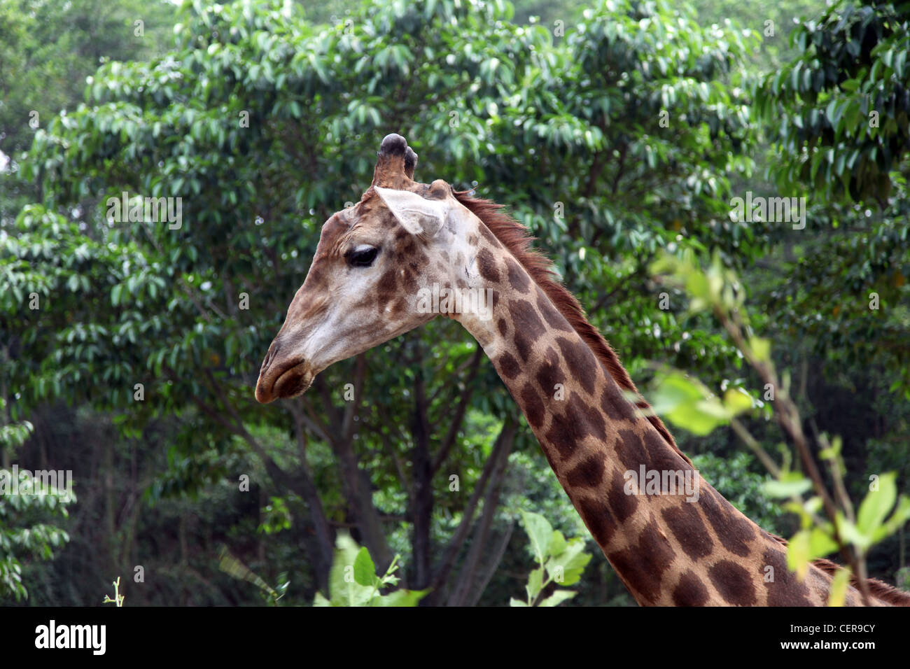Very tall animal hi-res stock photography and images - Alamy