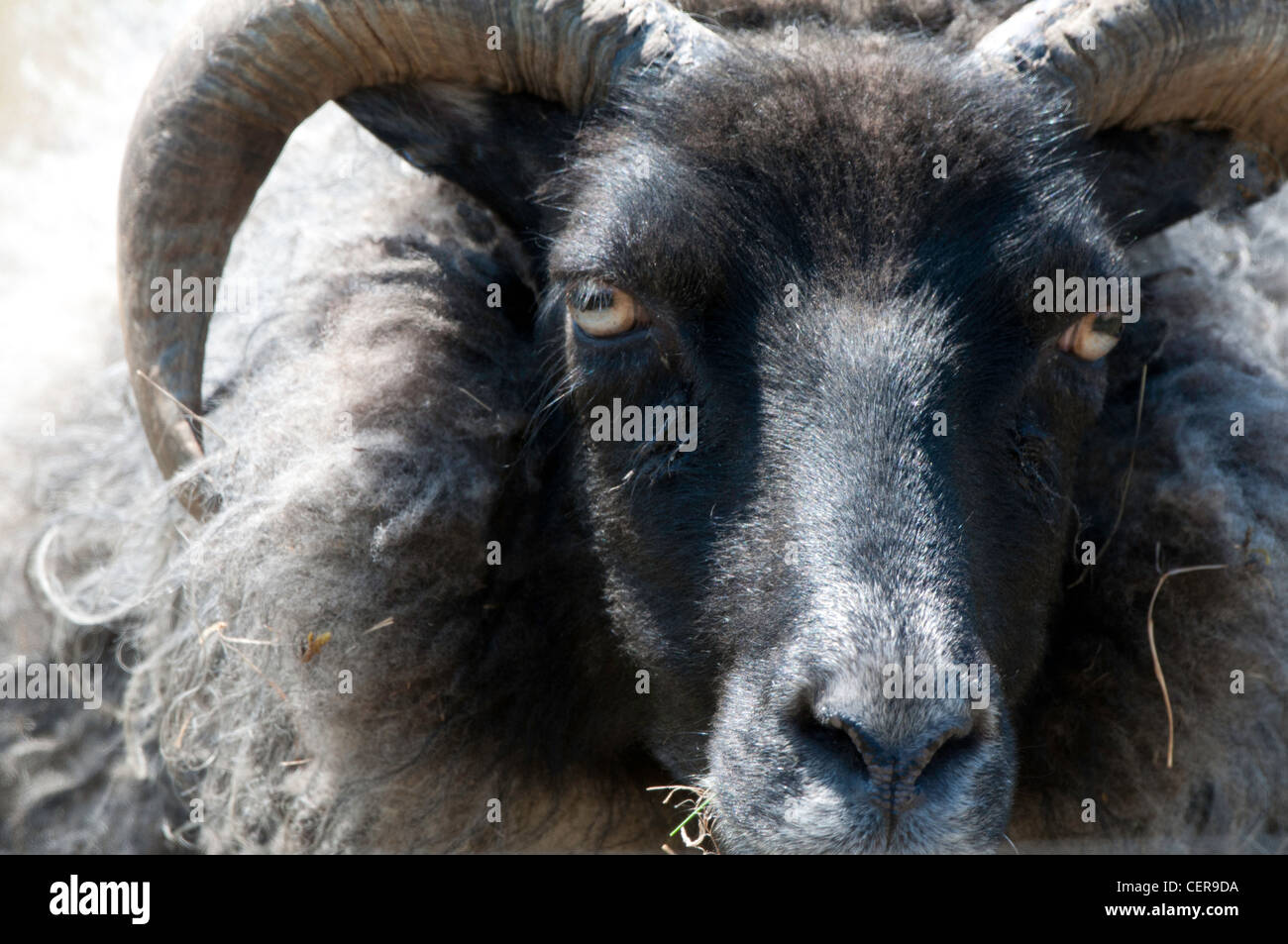 Sheep eyes hi-res stock photography and images - Alamy
