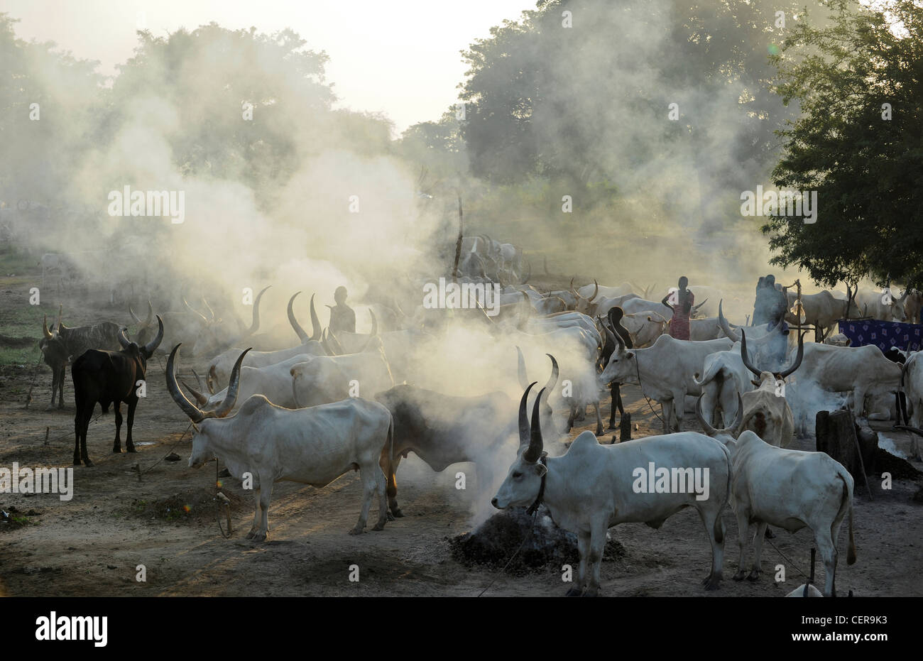 SOUTHERN SUDAN, Bahr al Ghazal region , Lakes State, Dinka tribe with ...