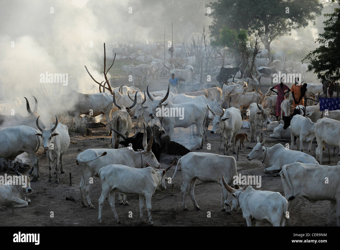 SOUTHERN SUDAN, Bahr al Ghazal region , Lakes State, Dinka tribe with ...