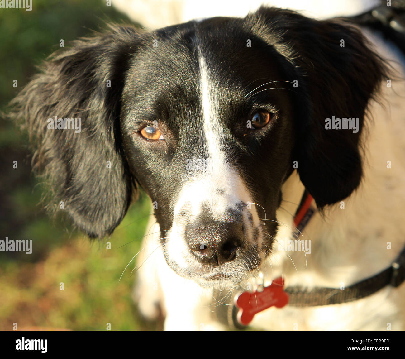 English Springer Spaniel Pup Stock Photo - Alamy