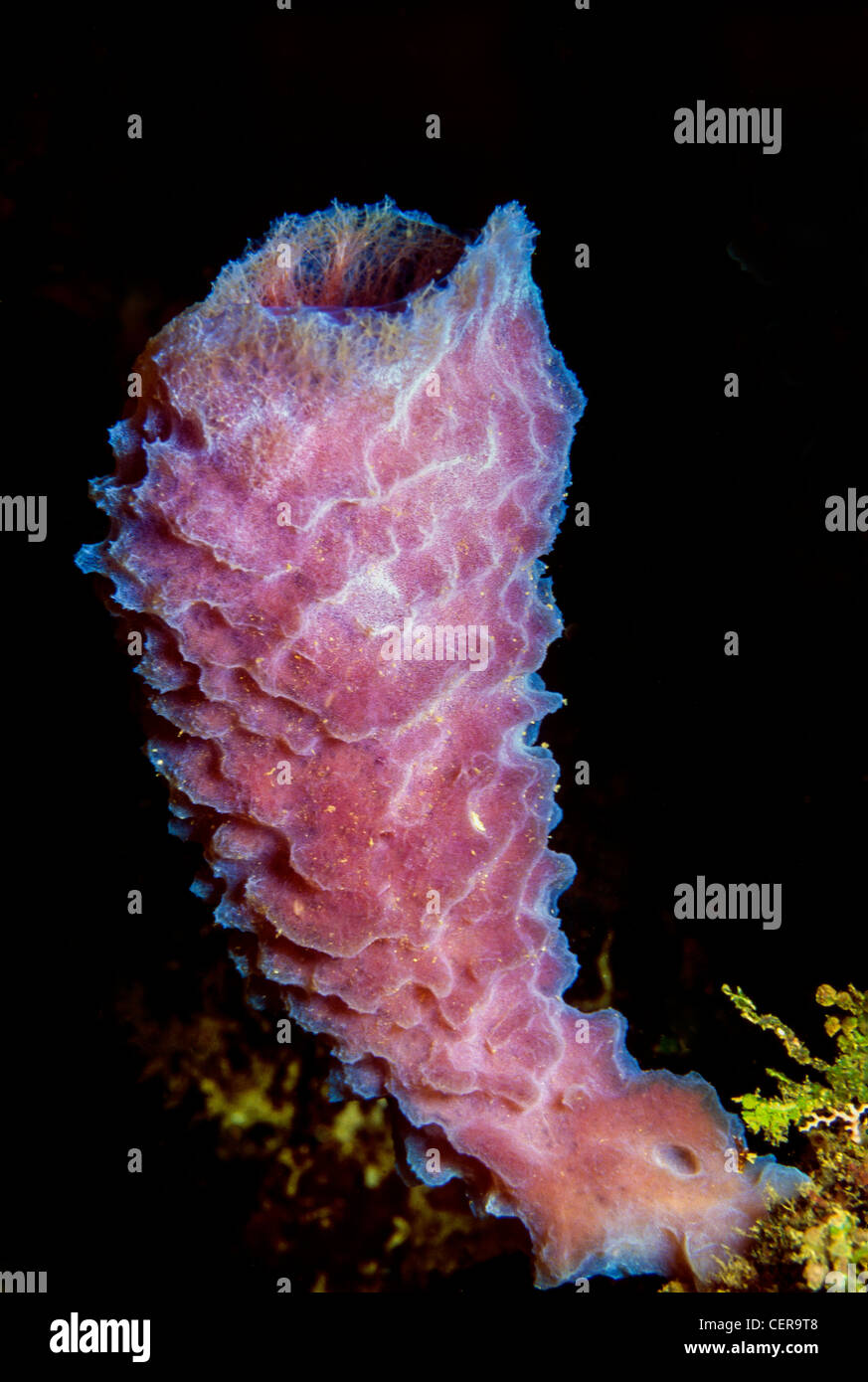 single Azure vase sponge Callyspongia plicifera Stock Photo - Alamy