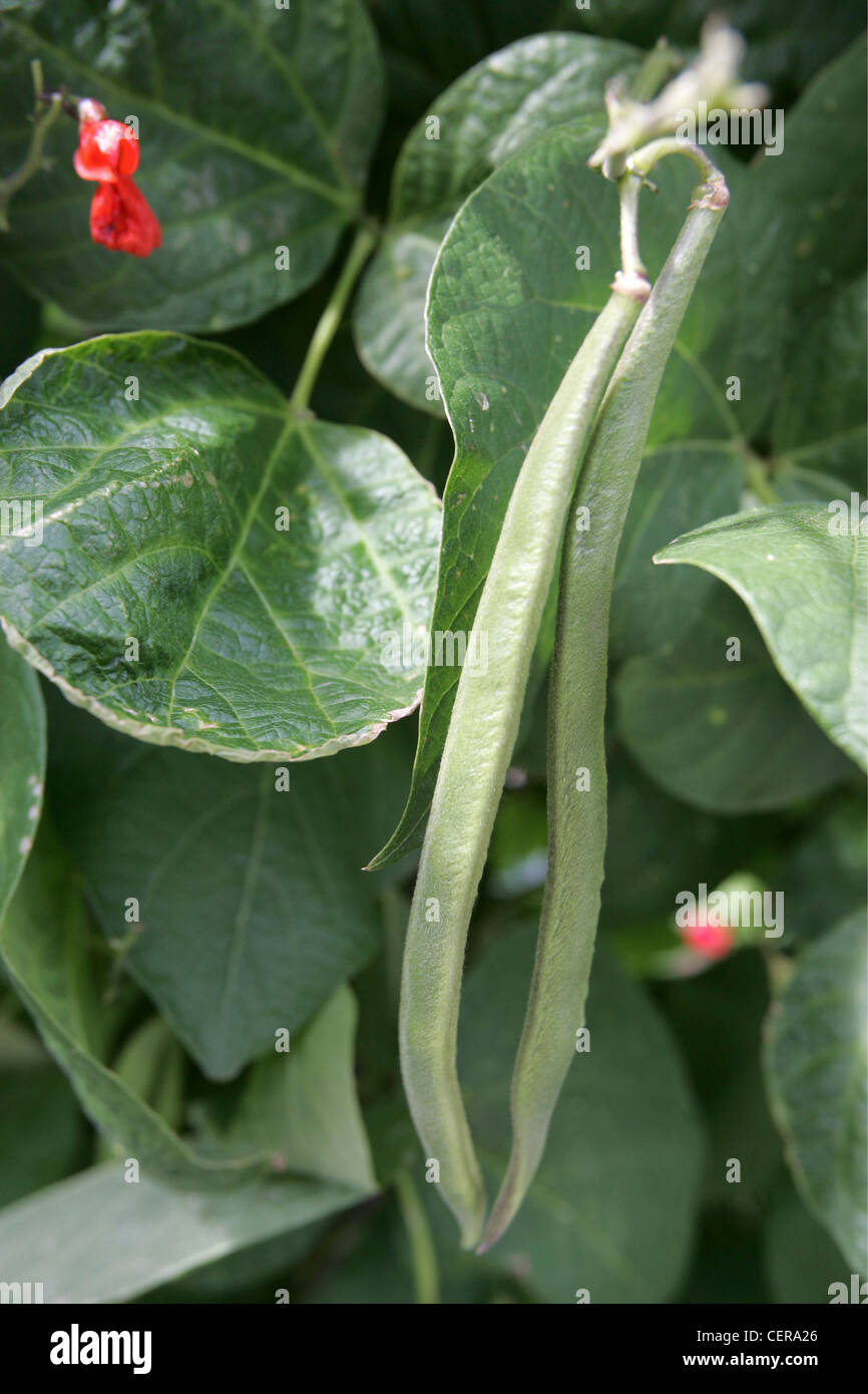 Close up of runner beans growing on bush Stock Photo - Alamy