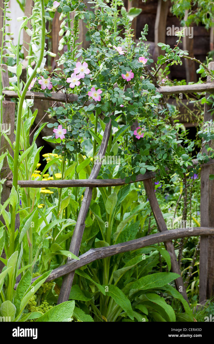 'Fever Tree Garden' at Chelsea Flower Show 2011, design by Stephen Hall ...