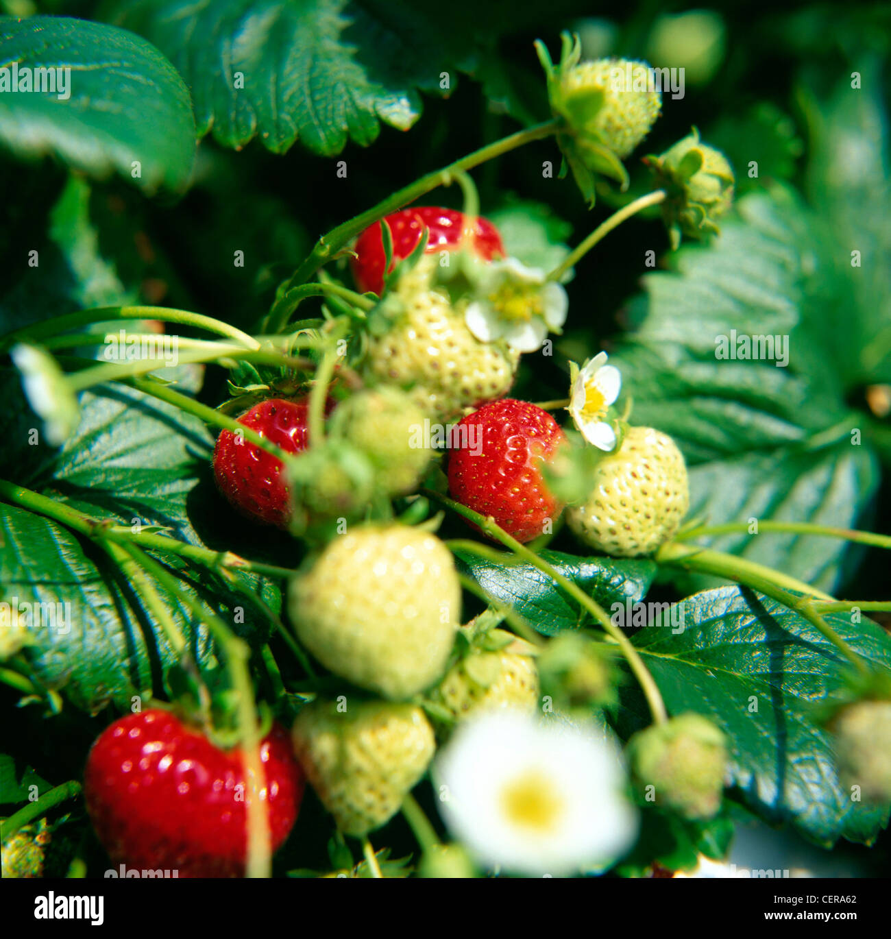 Detail of a strawberry plant growing with ripe red strawberries and ...