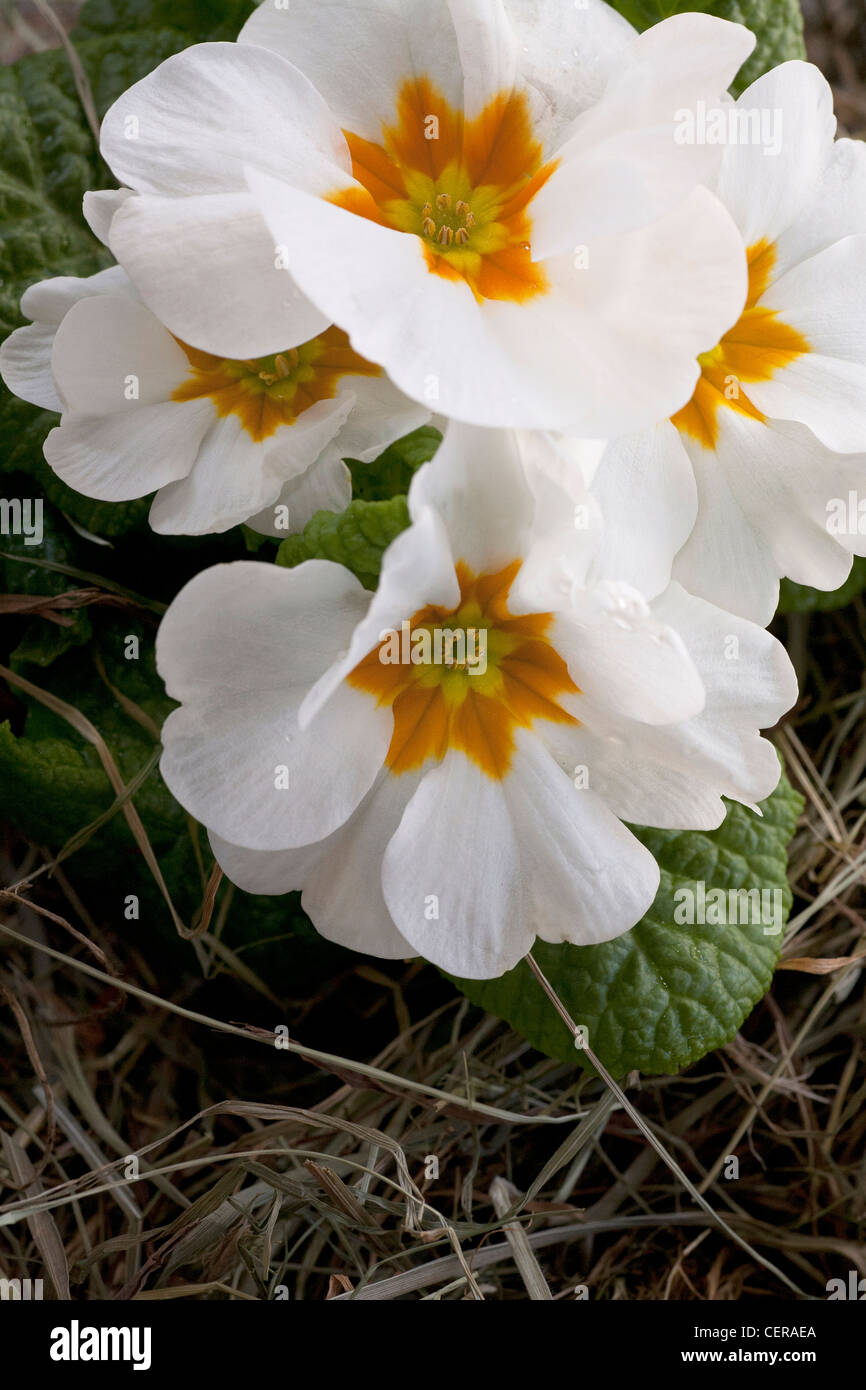 Group of primrose flowers pushing through the undergrowth to open out ...