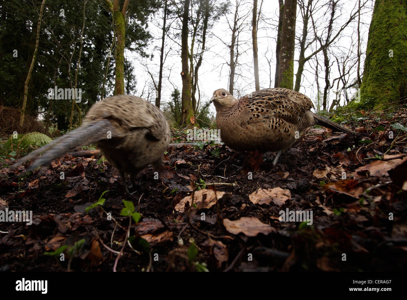 Female ring necked pheasant hi-res stock photography and images - Alamy