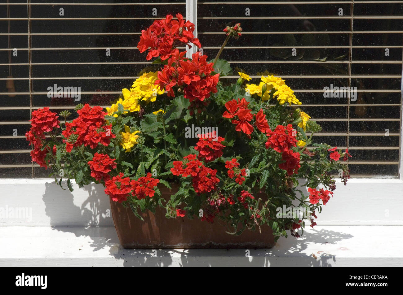 Close up of red geraniums and yellow marigolds growing in a small ...