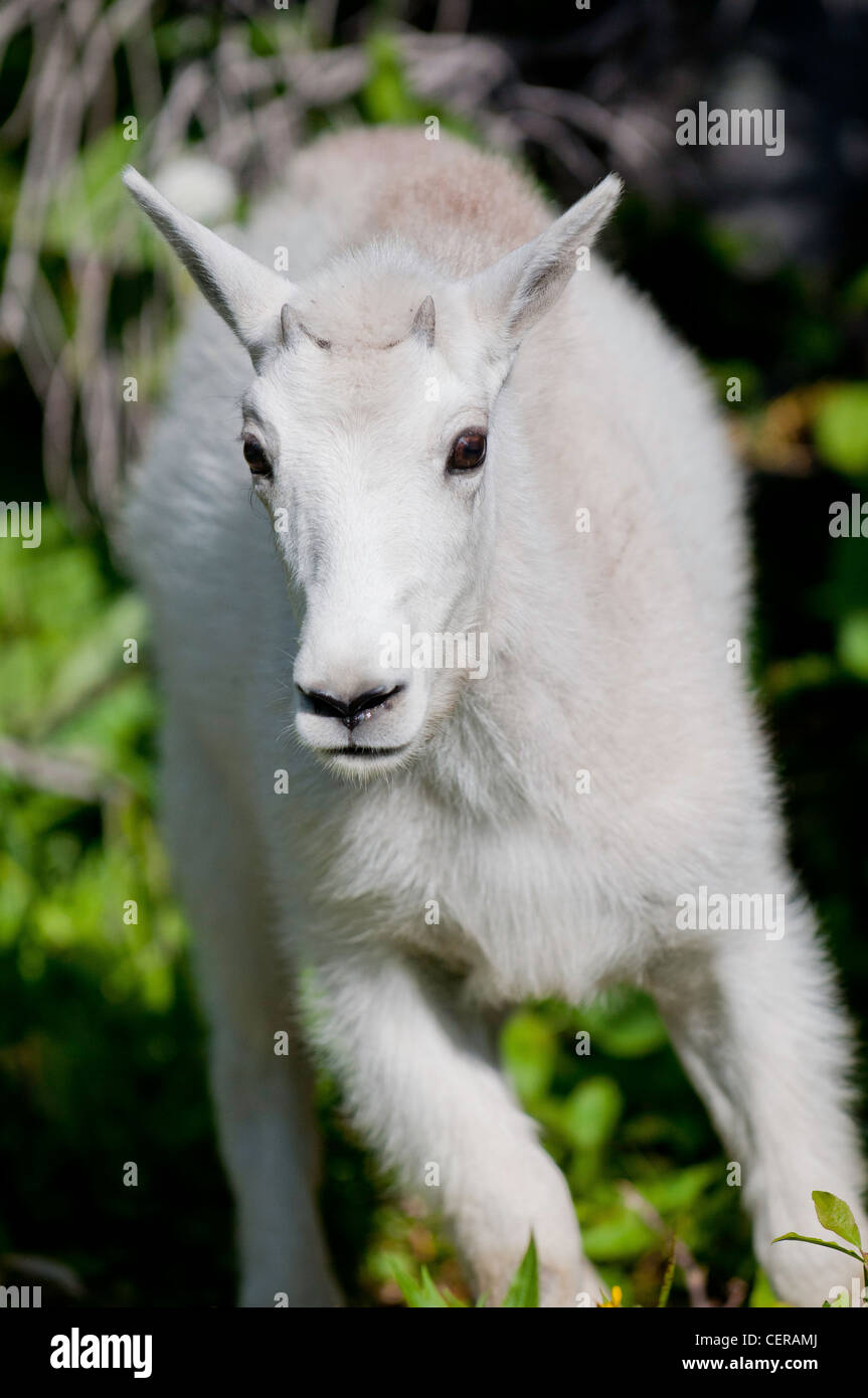 White mountain goat hi-res stock photography and images - Alamy