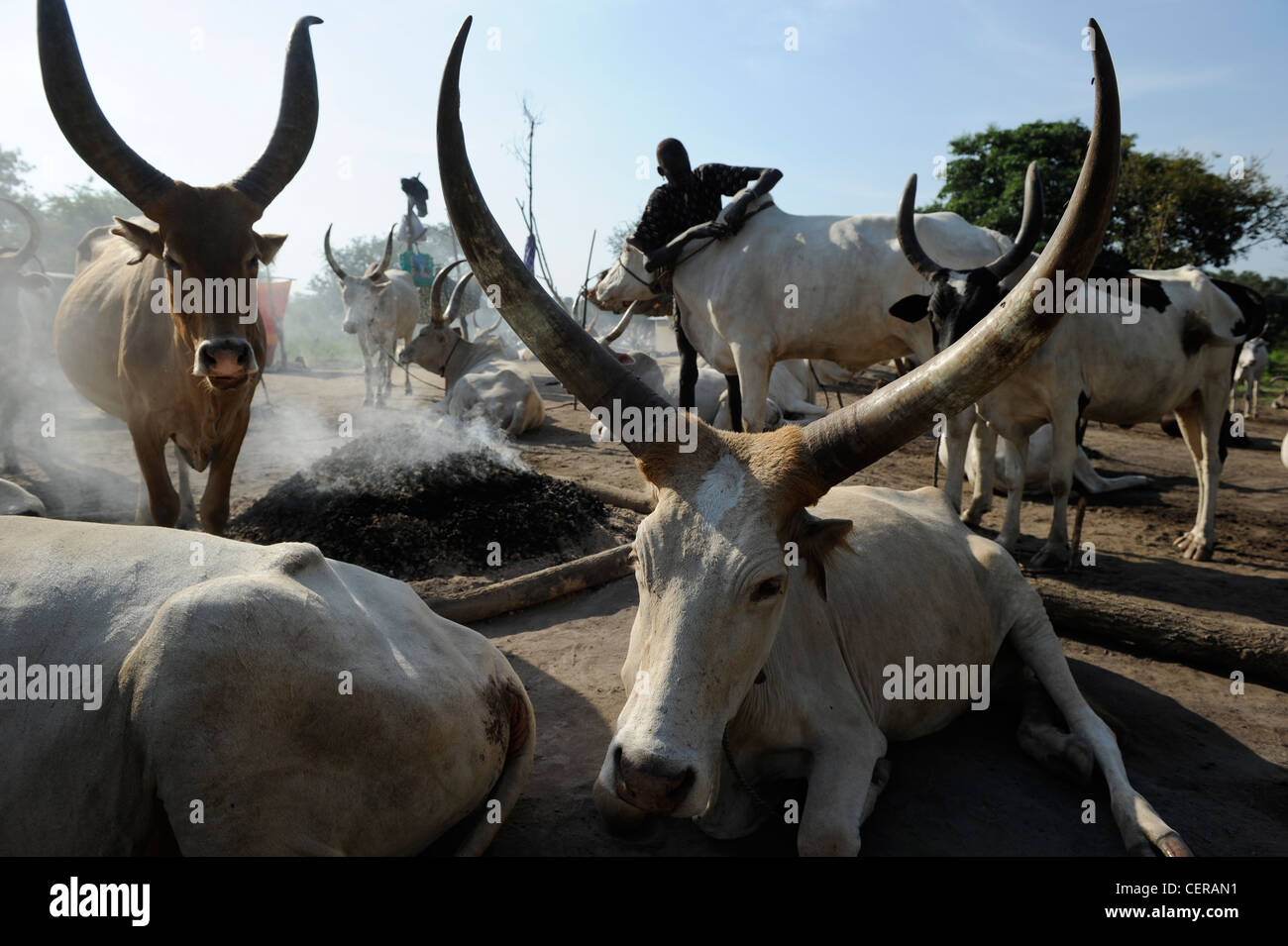 Dinka tribe and sudan and cows hi-res stock photography and images - Alamy