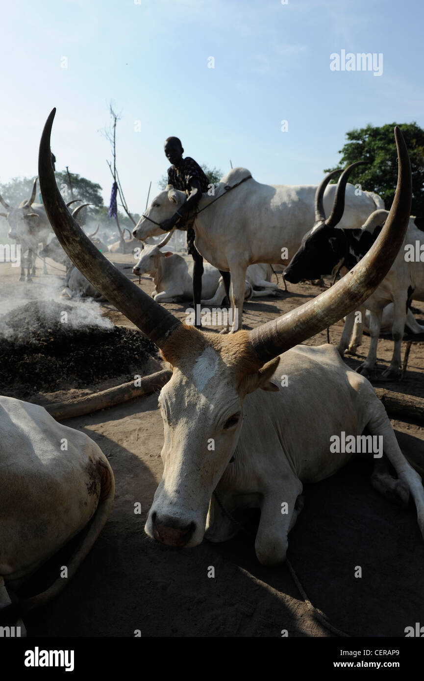 Dinka tribe zebu cows sudan hi-res stock photography and images - Alamy