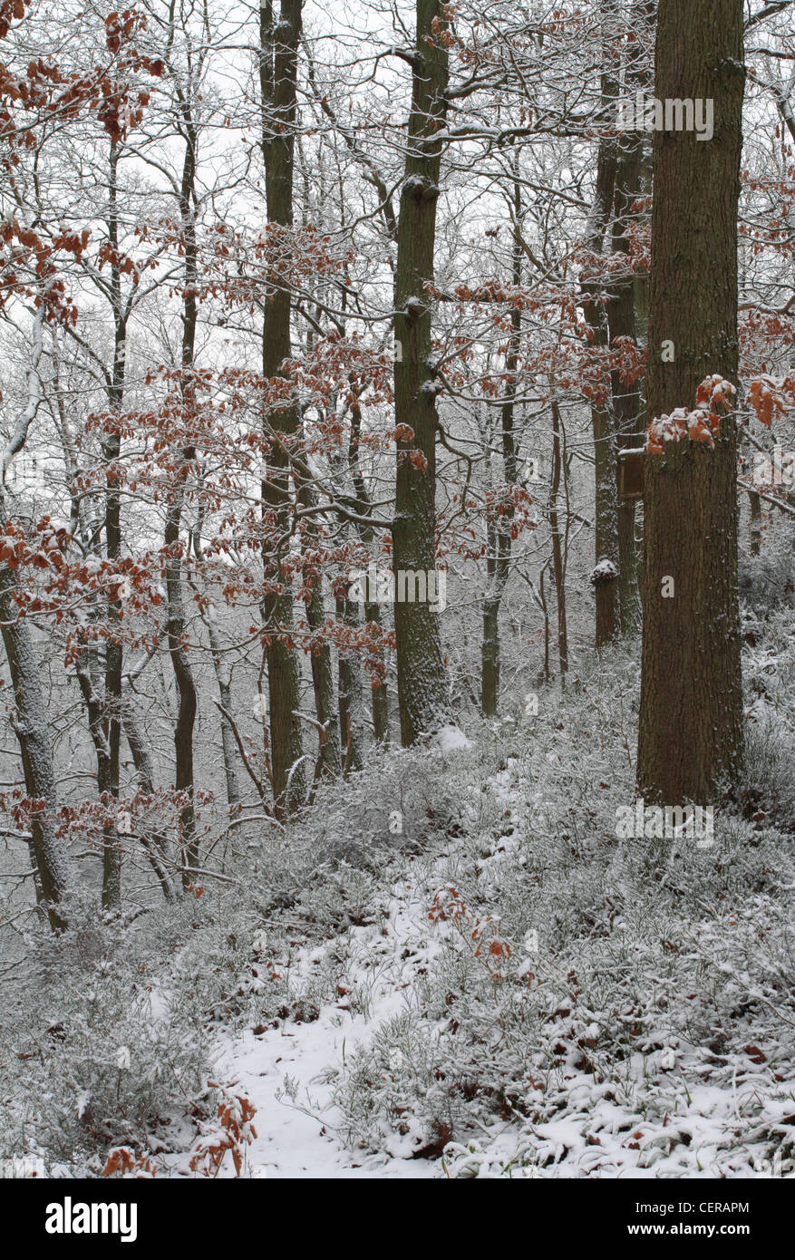 Wyre forest midlands hi-res stock photography and images - Alamy